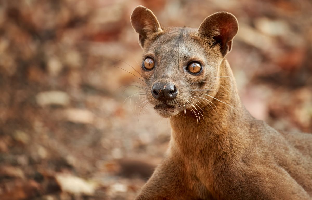 Le fossa, fascinant prédateur malgache