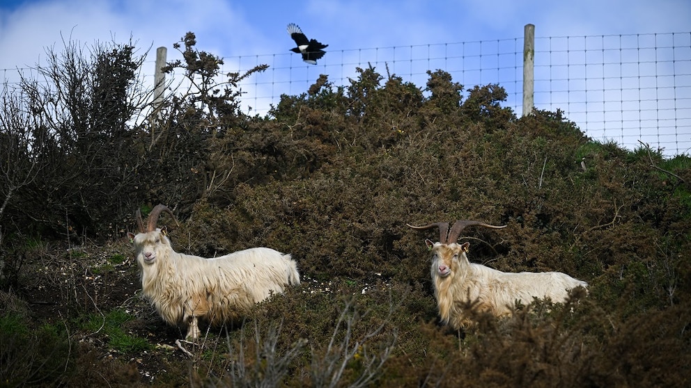 The Famous “Lawnmower” Goats of Bournemouth