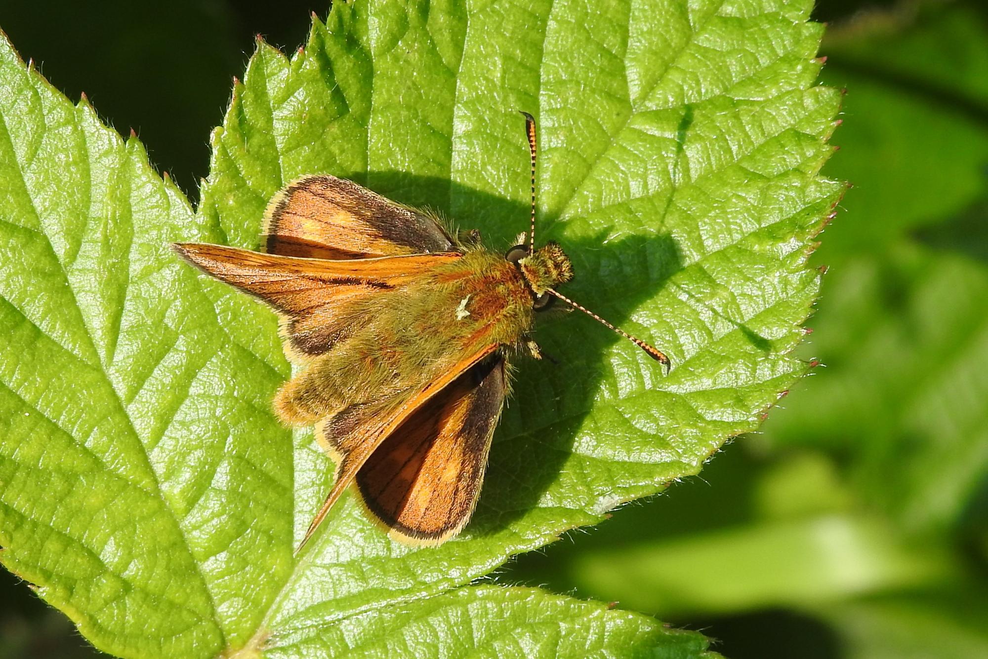 On the Wildside: Skipper butterflies in the summertime meadows