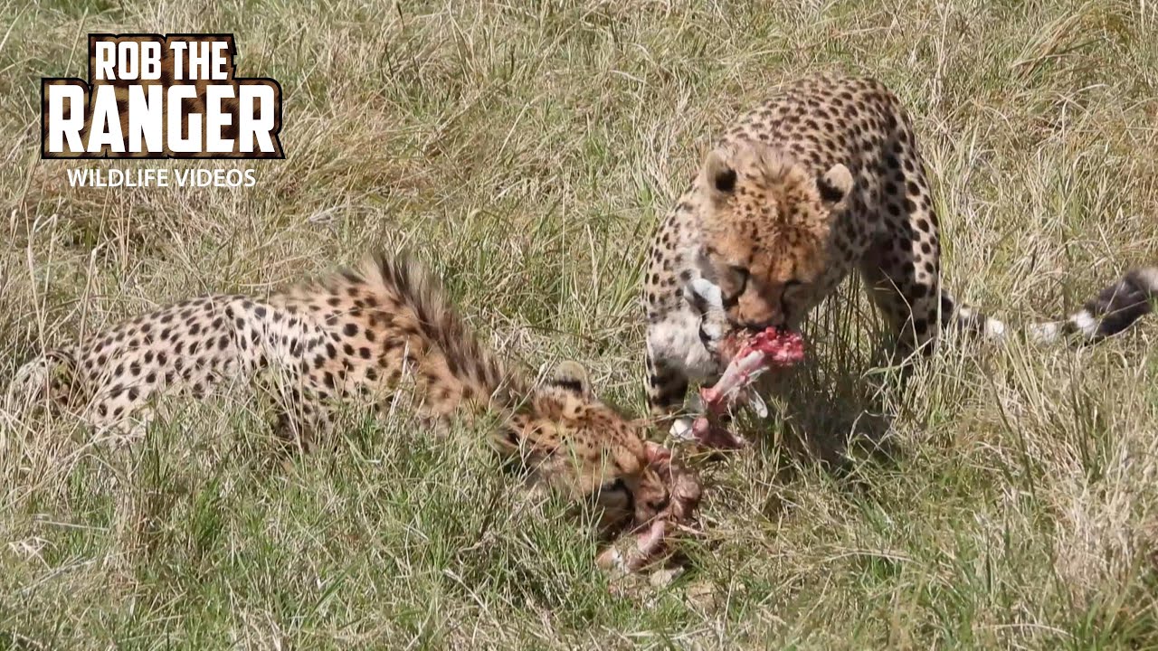 Cheetah Siblings Catch Gazelle Fawn in Maasai Mara