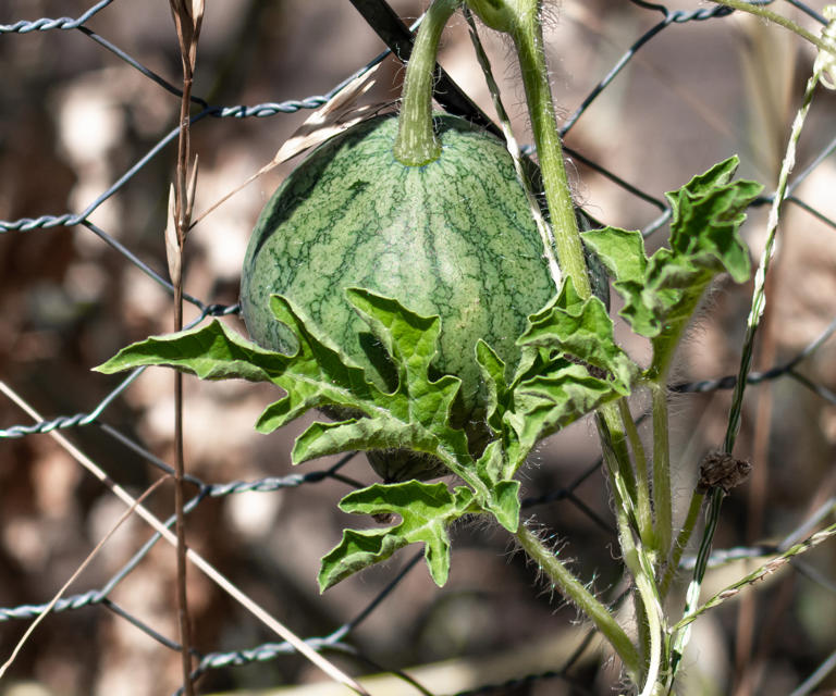 How to grow watermelons vertically in small garden spaces – 4 key steps ...