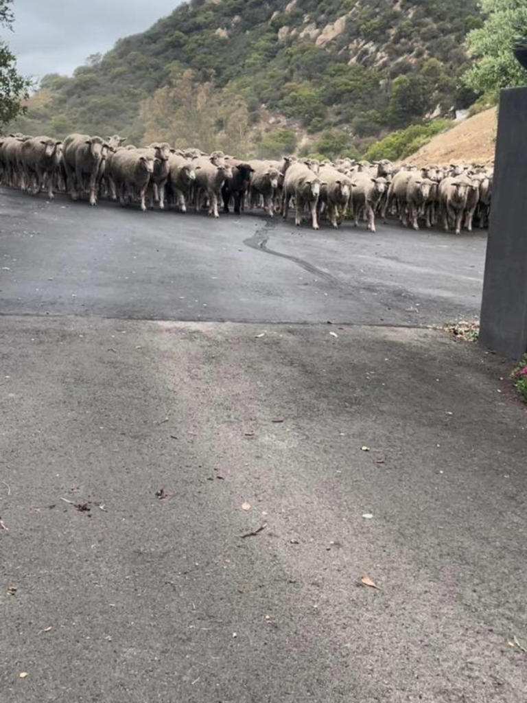 Hundreds of sheep take over California mountain road: ‘Grass wasn’t ...
