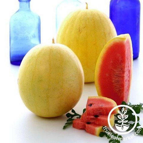 How to grow watermelons vertically in small garden spaces – 4 key steps ...