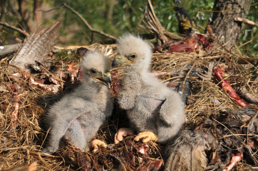 Officials report average eagle nesting season in coastal Georgia ...
