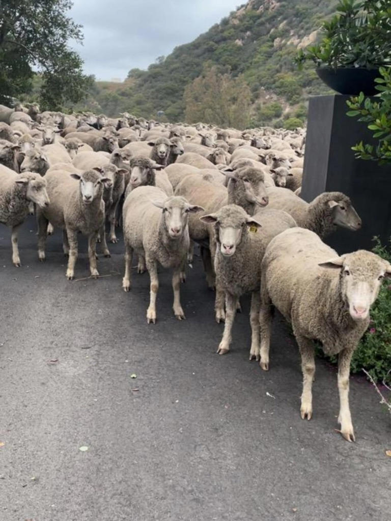 Hundreds of sheep take over California mountain road: ‘Grass wasn’t ...