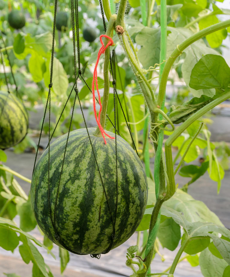 How to grow watermelons vertically in small garden spaces – 4 key steps ...