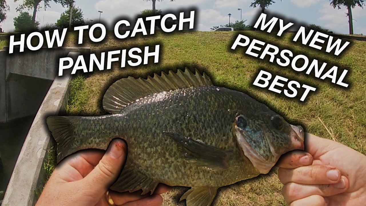 How to Catch Panfish and Beat Your Personal Best