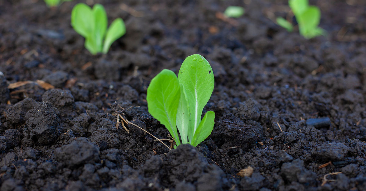 11 Gardening Tips For Growing Perfect Bok Choy