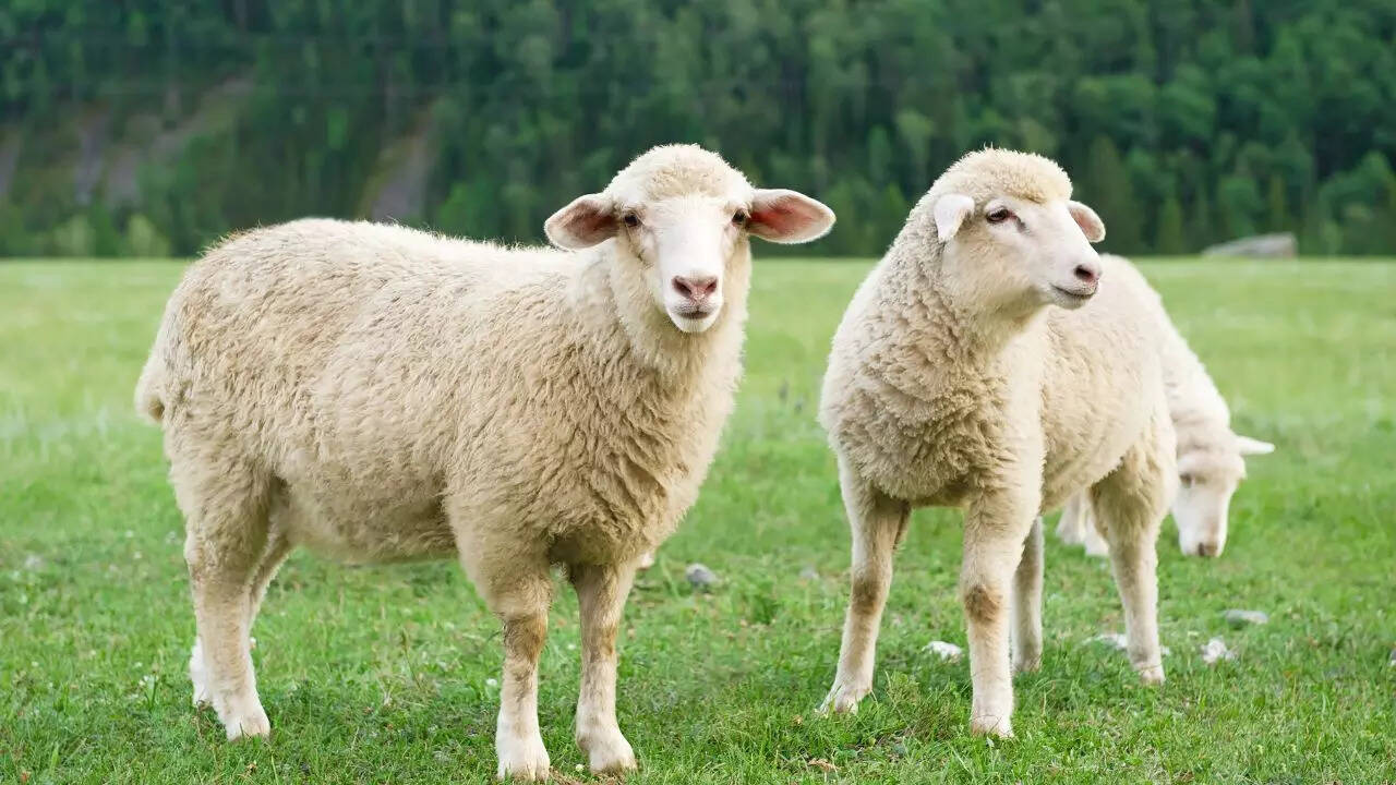 7 uncommon animals that produce milk