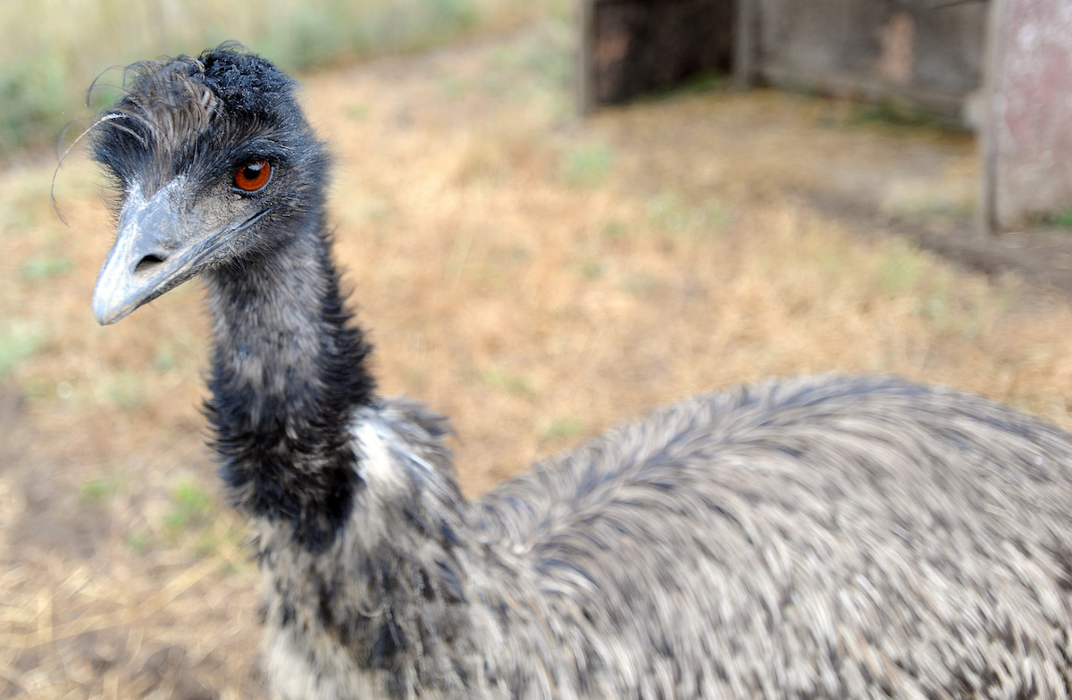 Farm's Priceless Update About Bald Baby Emus Looks Like a Trip to ...