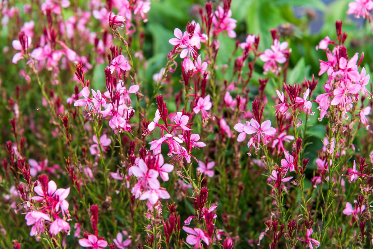 Cette vivace étonnante transforme vos coins difficiles en jardin fleuri toute l'année