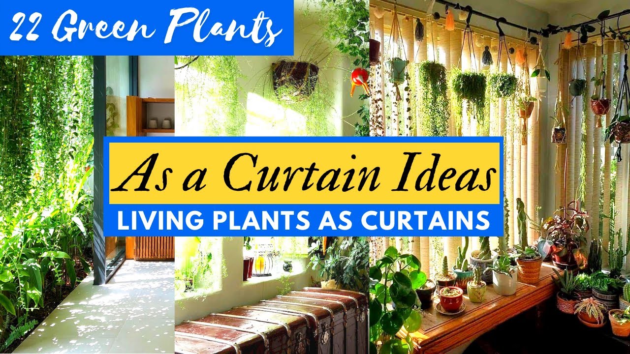 22 Green Plants As a Curtain Ideas ¦ Living Plants As Curtains