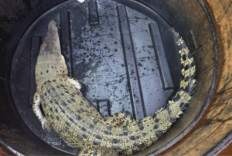 Crocodile drags, kills 80-year-old man in Indonesian river