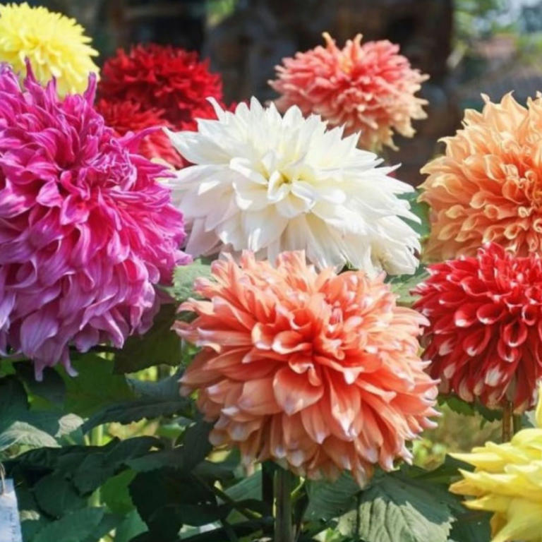 Martha Stewart's secret to long-lasting Dahlias? A rigorous deadheading ...