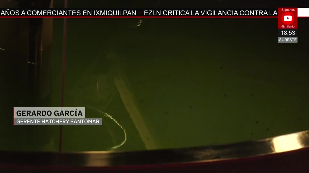 Santomar cultiva Totoabas en granjas sumergibles en altamar | Milenio ...