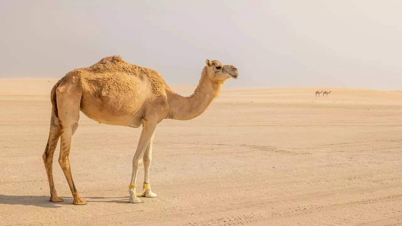 7 uncommon animals that produce milk