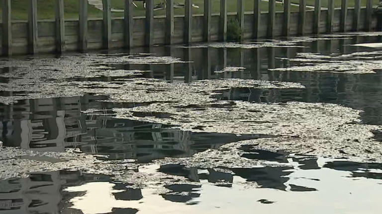 Toxic algae blooms cancel Lake Norman boating event, prompt holiday ...