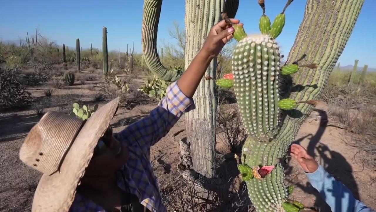 In Arizona, a sacred saguaro harvest marks the Tohono O'odham new year