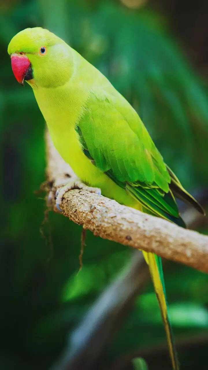 8 green-coloured birds commonly spotted in India