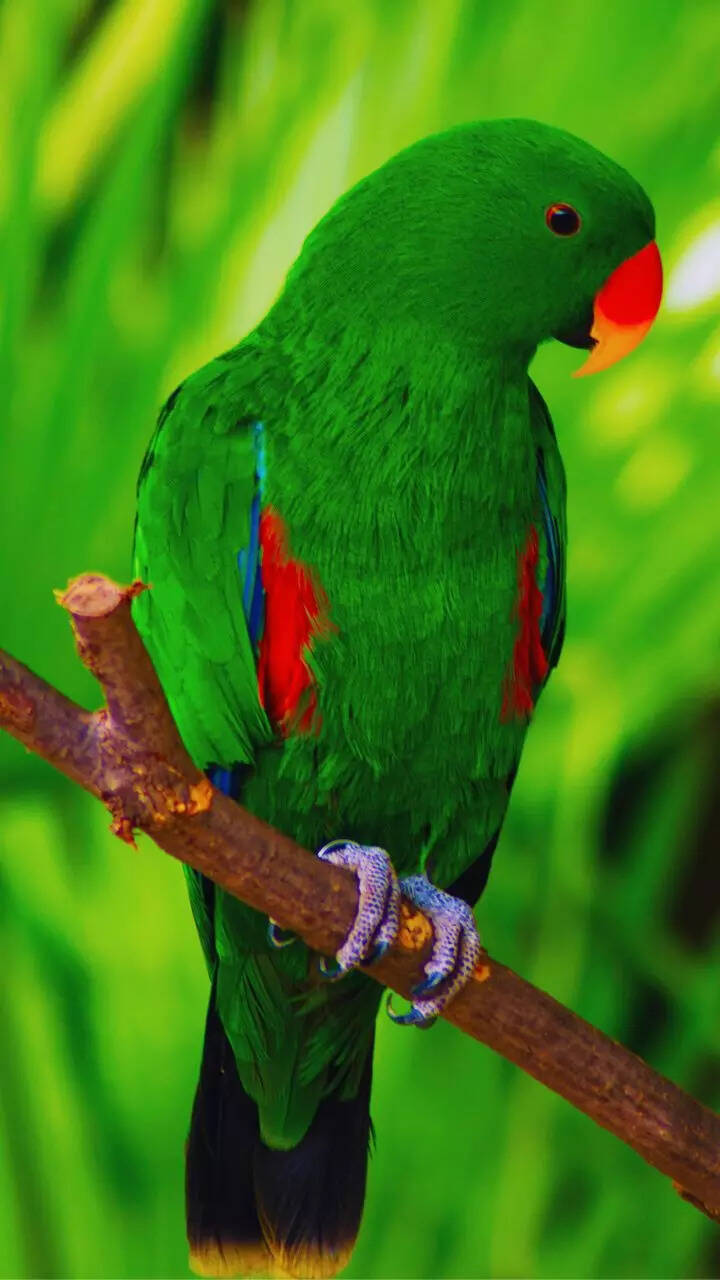 8 green-coloured birds commonly spotted in India
