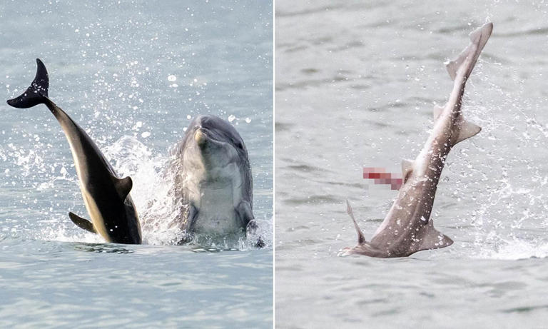 It's Jack the Flipper! Killer dolphin on the loose in British waters ...
