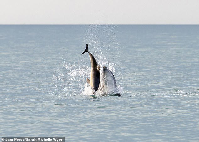 It's Jack the Flipper! Killer dolphin on the loose in British waters ...