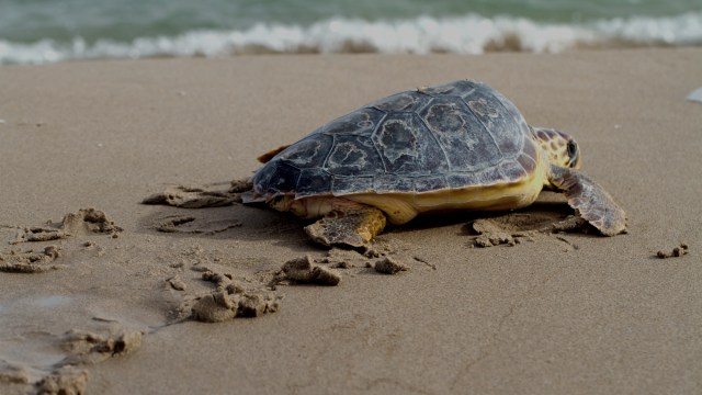 Researchers make disturbing discovery after studying sea turtles: 'Unable to swim, starved, and ...