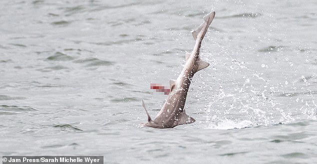 It's Jack the Flipper! Killer dolphin on the loose in British waters ...