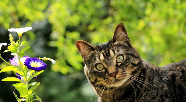 How to Plant a Cat-Safe Flower Garden