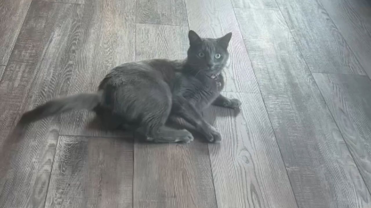 Cat replaces zoomies with acrobatics and spends day doing somersaults