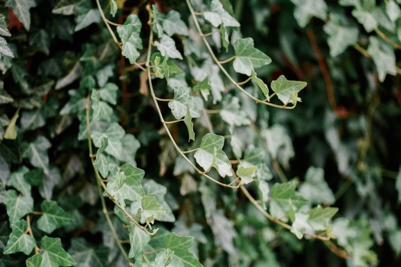 Simple way to remove ivy 'for good' using natural item