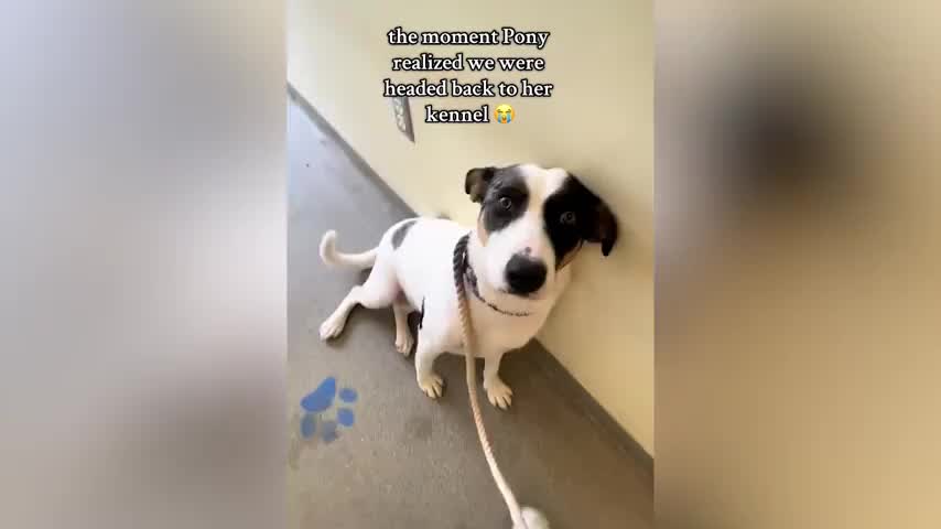 Heartbreaking Moment Dog Realizes She Has To Go Back Into Kennel