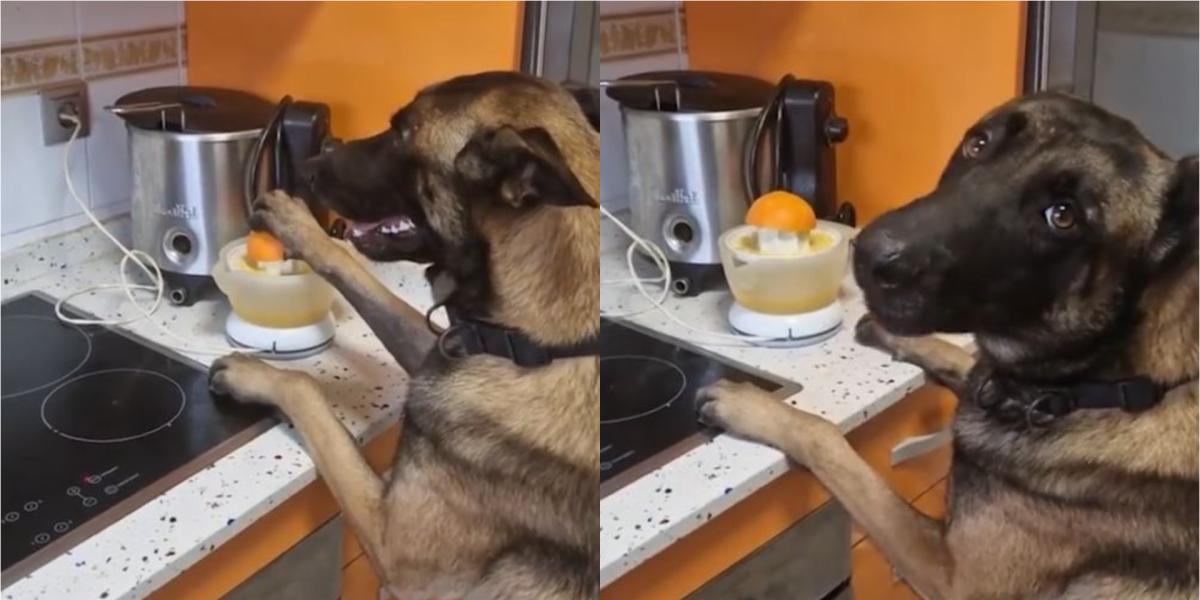 Simba, el Pastor Alemán que ha causado furor en redes por cómo atiende ...