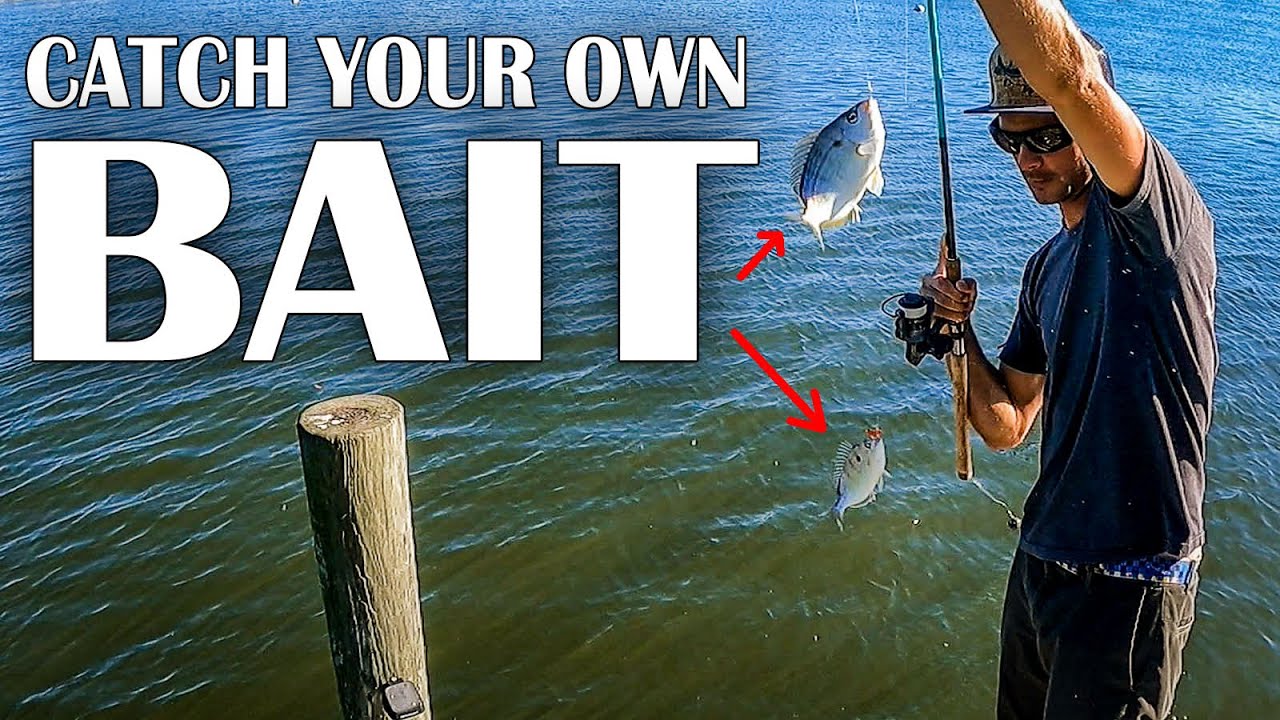 How to Catch Bait Fish and Use Them to Land Big Fish