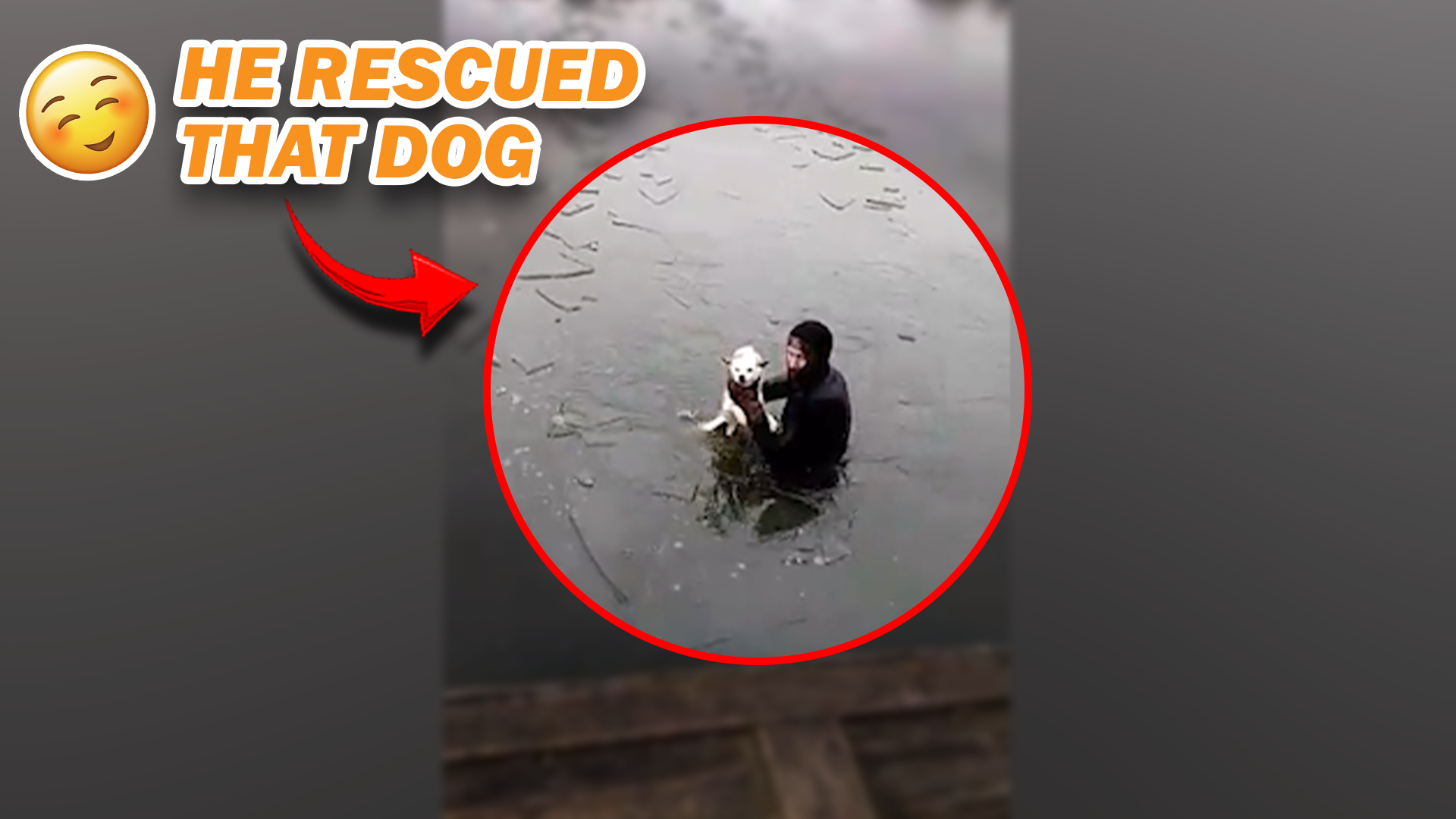 Incredible Animal Rescue Caught on Cam – Heartwarming Moment! 🐾 ️