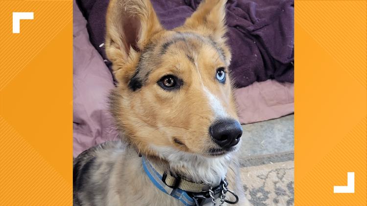 Furry Friends | Meet Wyatt, the dog