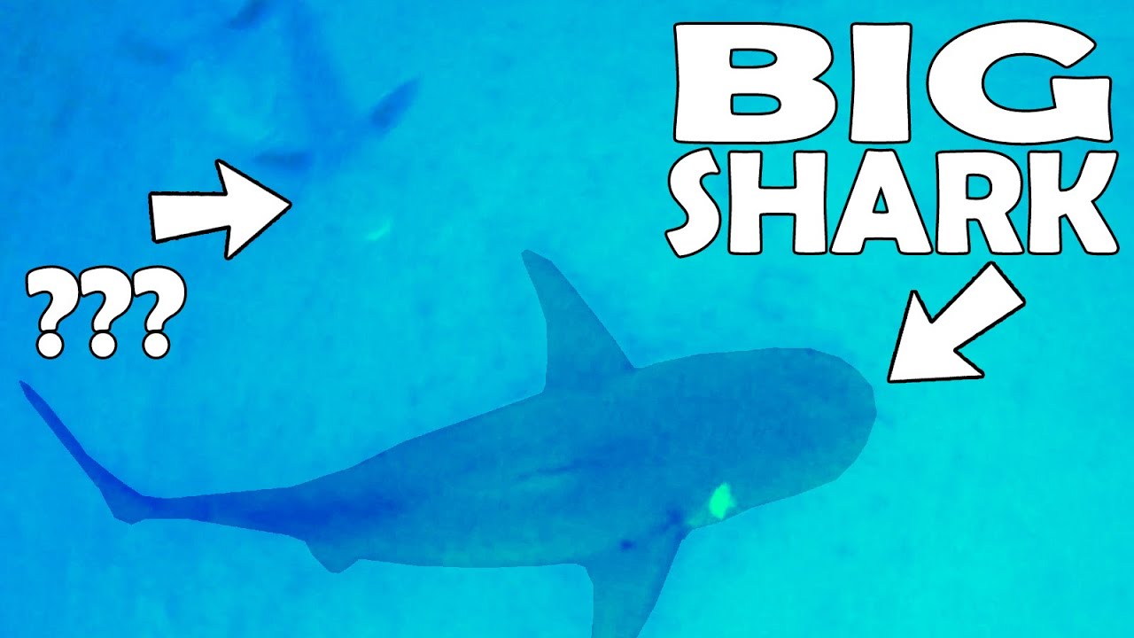 Underwater Camera Drop Captures Close-Up with Shark