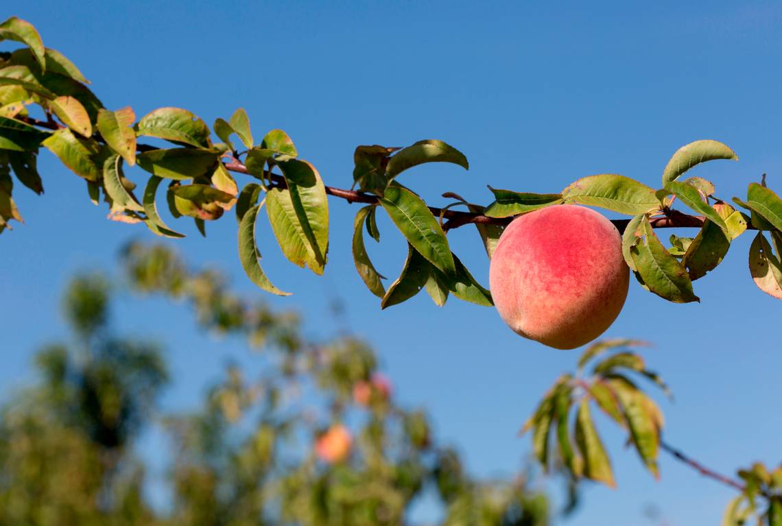 Here's why Georgia peaches are at risk & what's in store for the Peach ...