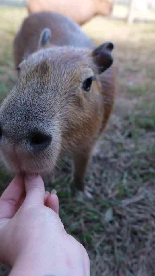 Cheesecake the Capybara’s Adorable Cranberry Taste Test Finale!