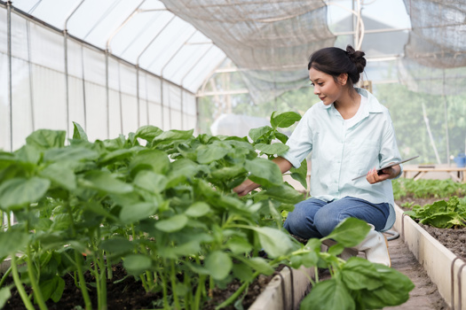 MN ag group, promoting local food systems, sues feds over canceled grant