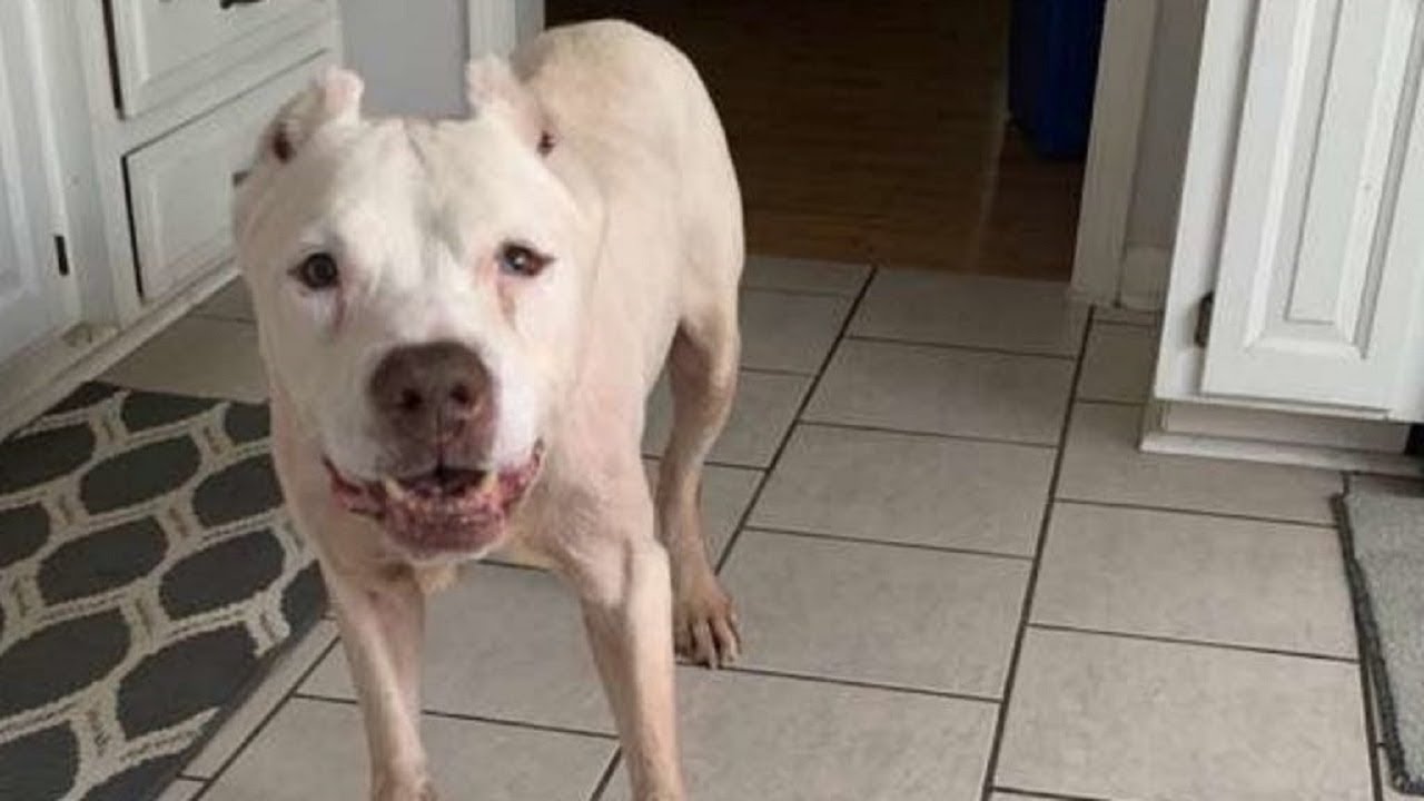 Mailman Adopts Elderly Dog He Found Along Route And Saved