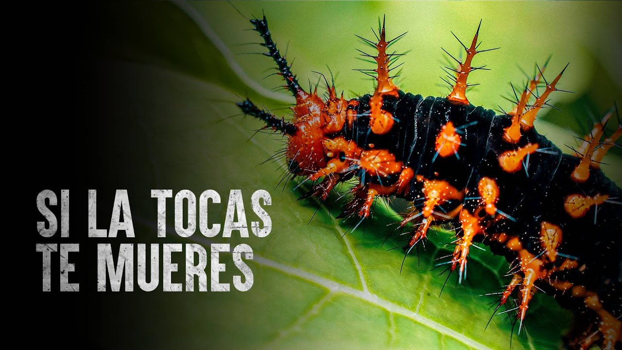 Cómo Sobrevivir el gusano de la muerte de Sudamérica