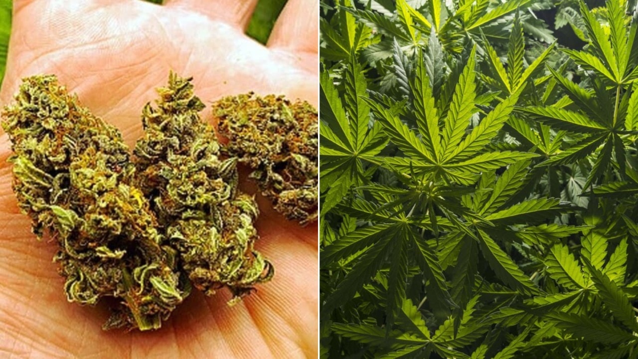 Cannabis seeds, leaves not ganja: Andhra Pradesh High Court weeds out ...