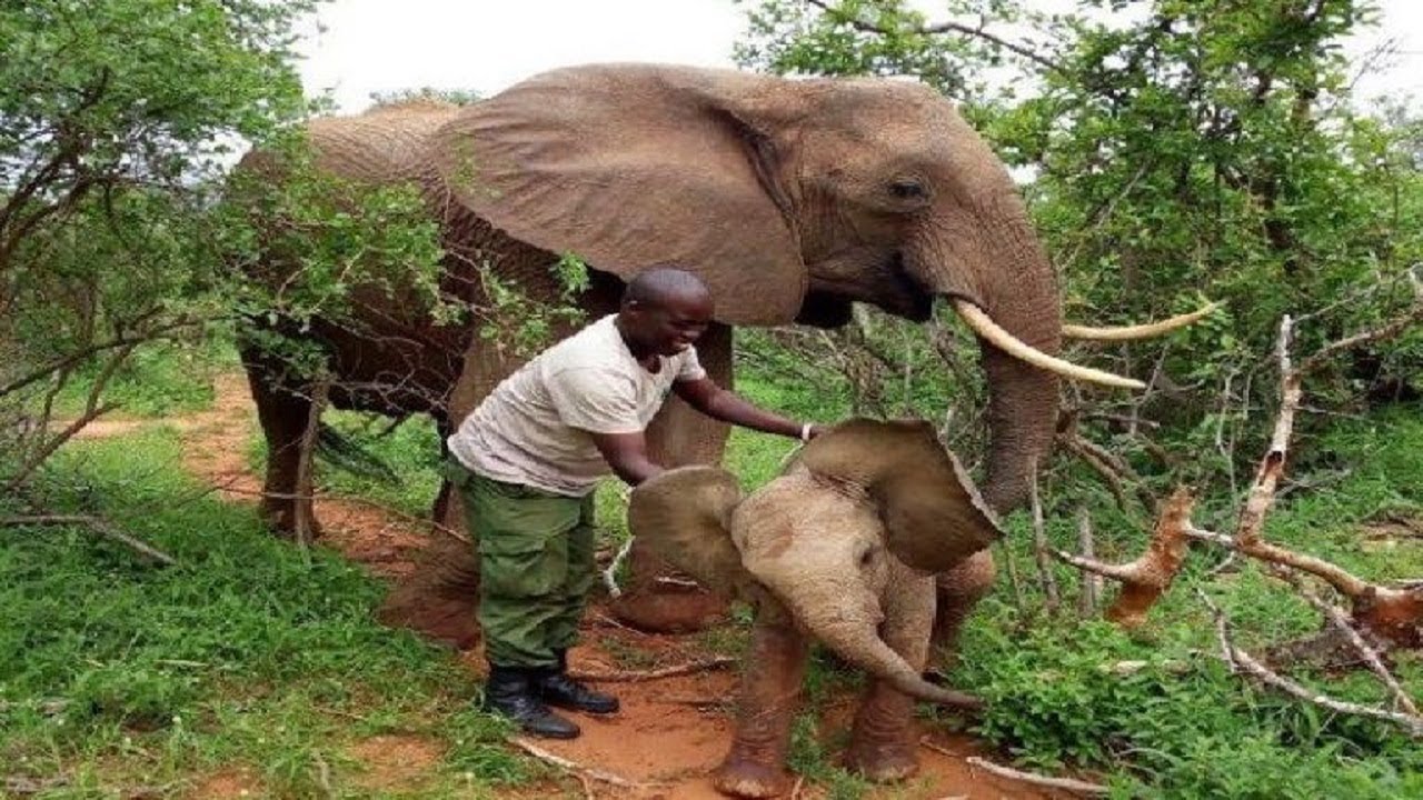Elephant Brought Her Baby To Meet The People Who Saved Her Life