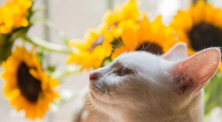 How to Plant a Cat-Safe Flower Garden