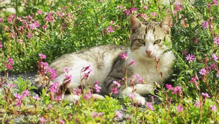 How to Plant a Cat-Safe Flower Garden