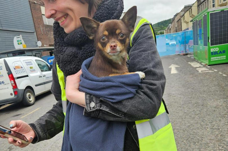 Chihuahua found alive inside burnt out Scots flat two weeks after fire
