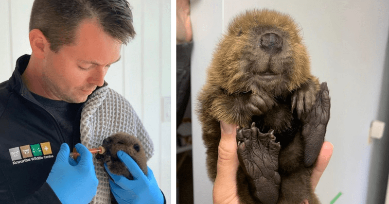 24 Baby Beavers Being Heckin' Cute