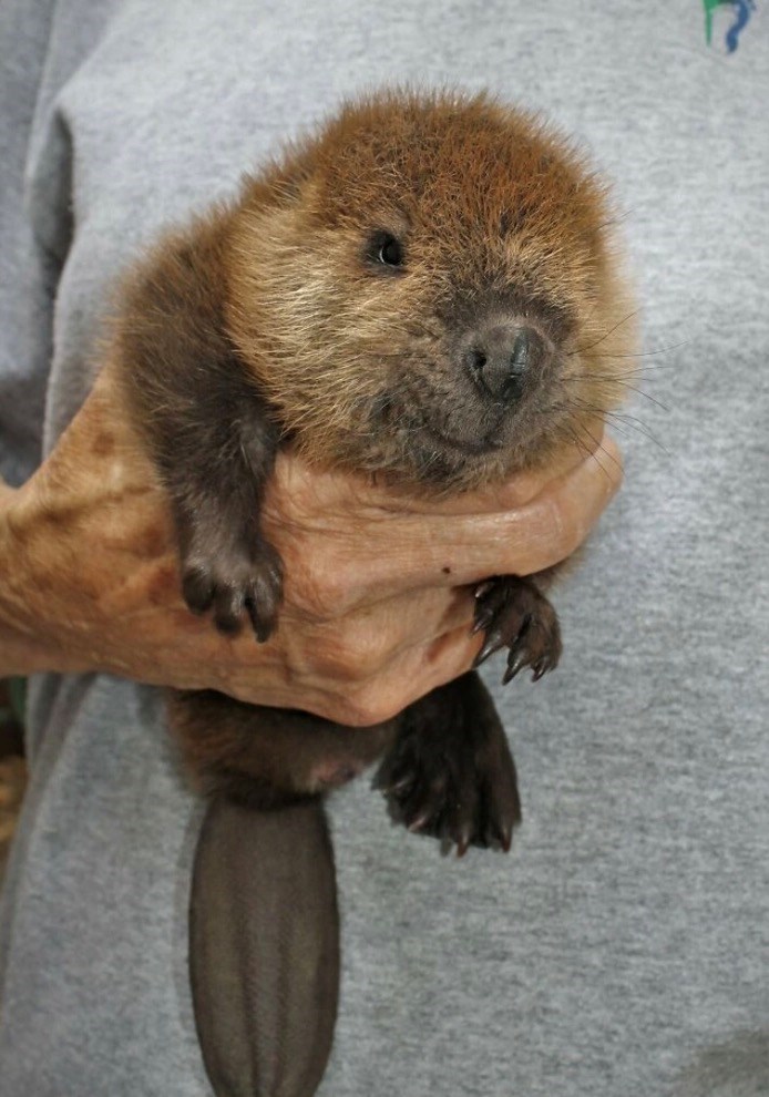 24 Baby Beavers Being Heckin' Cute