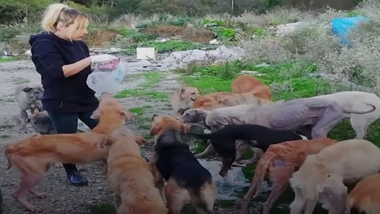 She Gave Up Her Life To Save Hundreds Of Abandoned Dogs